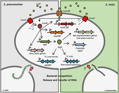 Streptococcus Pneumoniae Structure